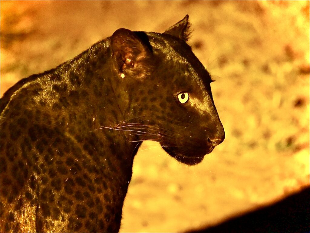 Chasing Shadows in Laikipia – The Melanistic Leopard of Ol Doinyo ...